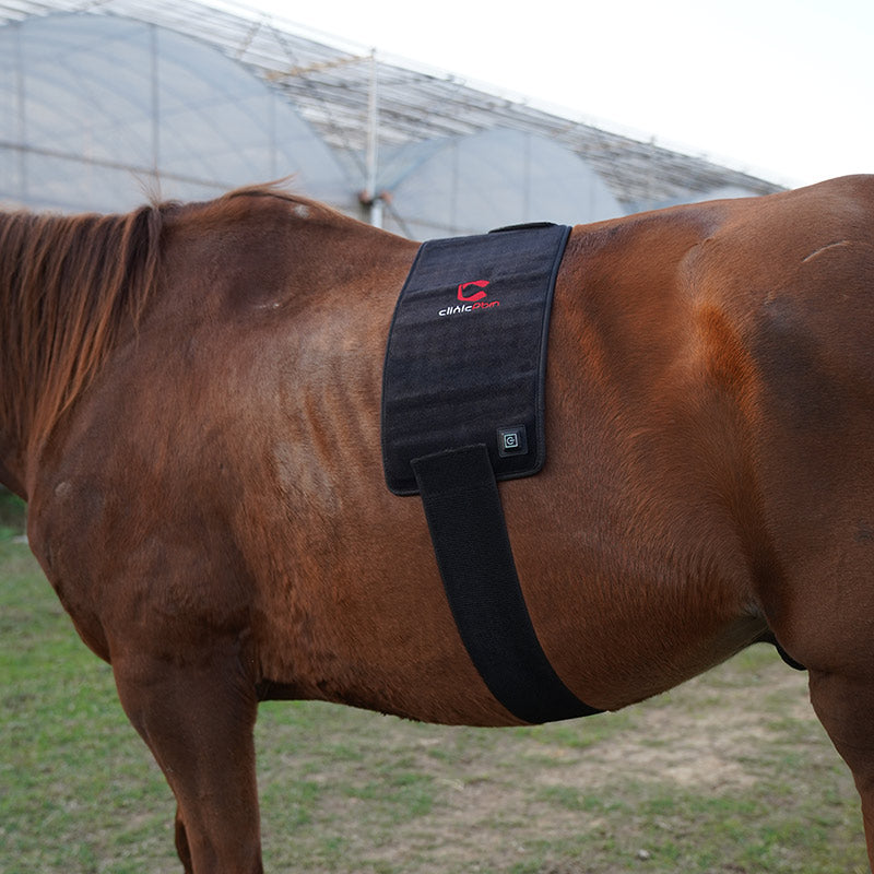 LED Red Light Therapy for Horses and Pets, Equine Recovery & Performan ...